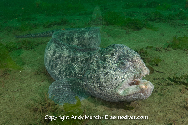 Pictures of Wolf Eels, Anarrhichthys ocellatus.